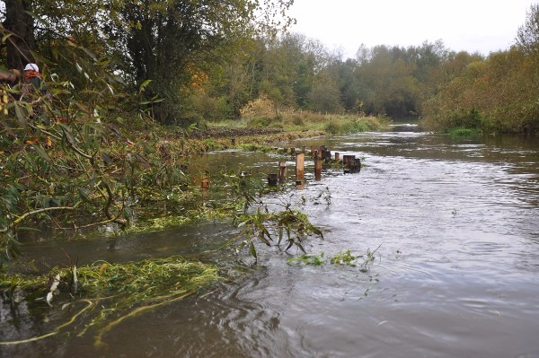 River Avon - Design and river restoration - Cain Bio Engineering