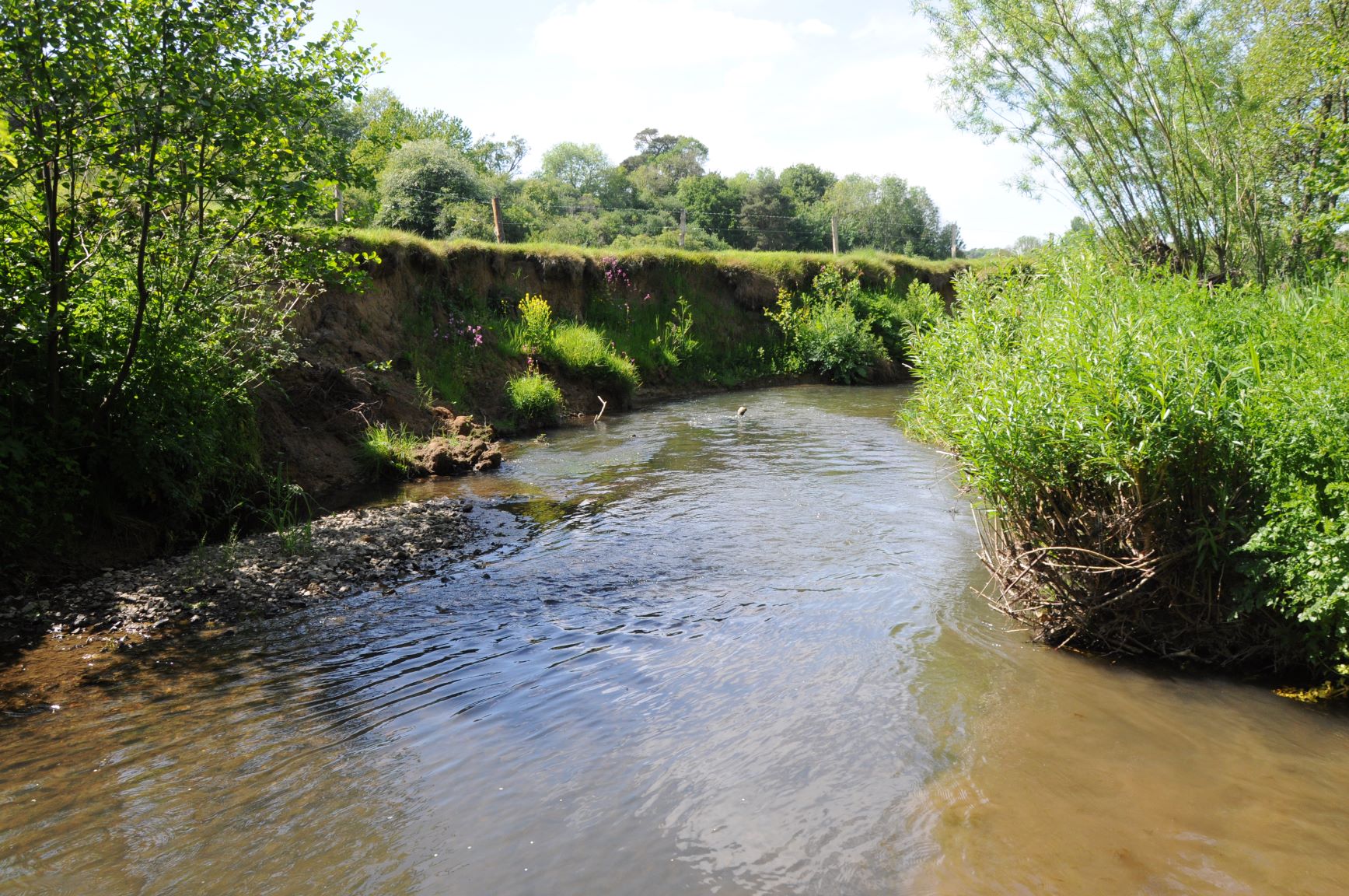 River Axe - erosion stabilisation - Cain Bio Engineering