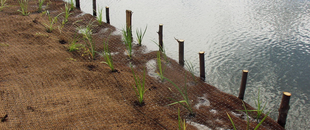 Thames canal bank protection - Cain Bio-Engineering