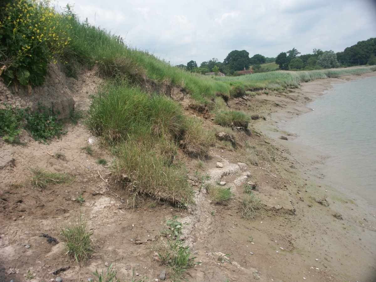 River Rother, Scots Float - Inter-tidal brushwood mattress - Cain Bio ...