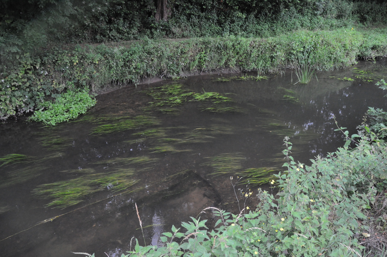 River Nadder Restoration at Sutton Mandeville | Cain Bio-Engineering